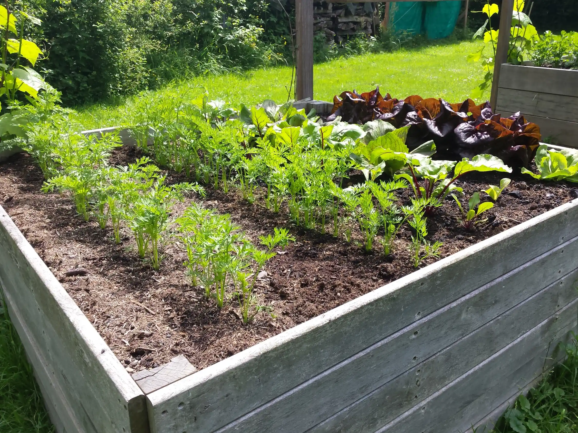 Rote Beete anbauen — Werkzeug-Garten